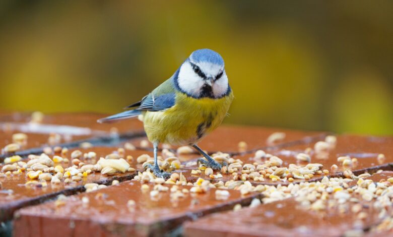 7 Essential Tips for a Healthy Bird Diet - Echo of Wings