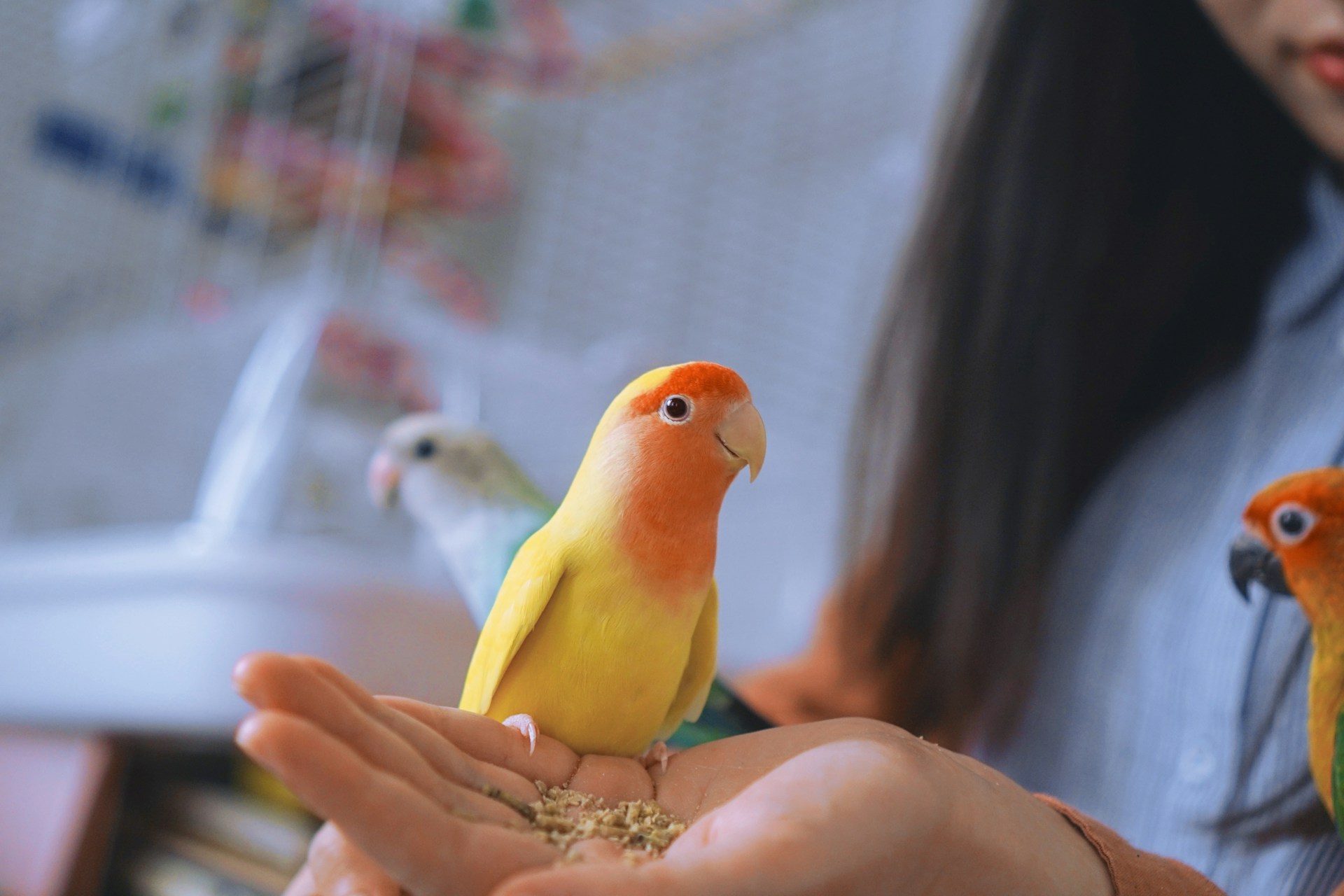 Guide to Parrot Care: From Feeding to Training
