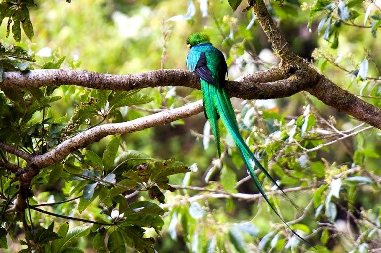Resplendent Quetzal: Jewel of the Forest & Cultural Icon