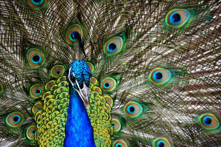 Types of Peacocks: Detailed Male vs Female Comparison