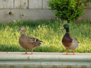 Types of UK Ducks: Species of British Ducks