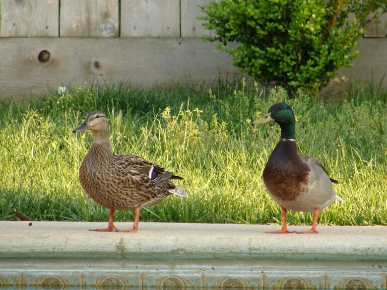 Types of UK Ducks: Species of British Ducks