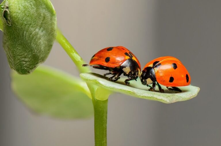 Ladybugs Symbolism: Meaning, Luck & Spiritual Significance