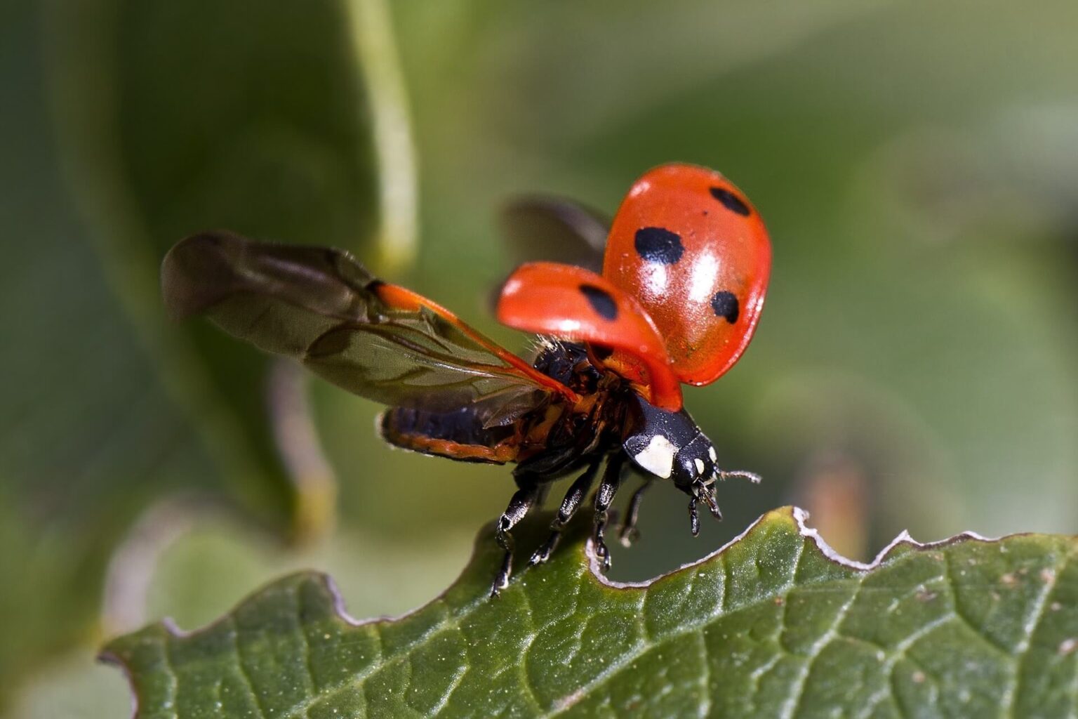Ladybugs Symbolism: Meaning, Luck & Spiritual Significance