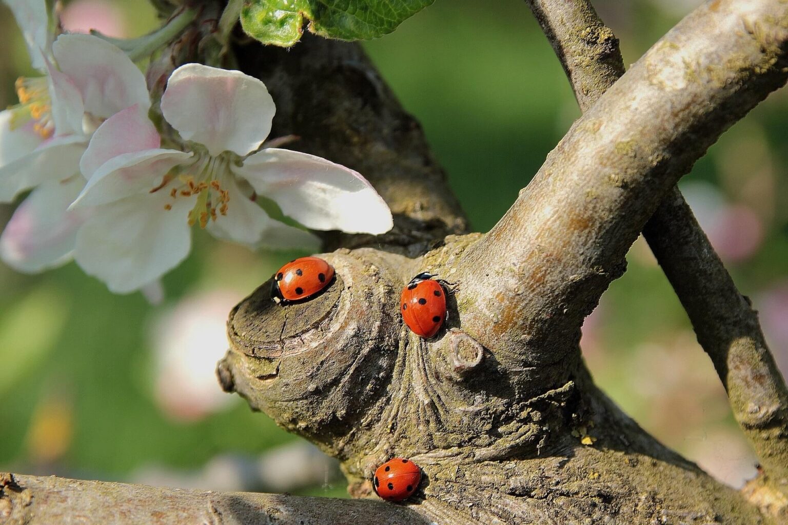 Ladybugs Symbolism: Meaning, Luck & Spiritual Significance