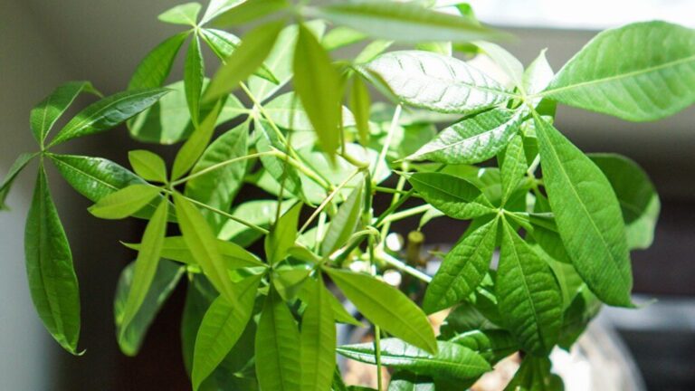 How to Care for a Money Tree (Pachira Aquatica)