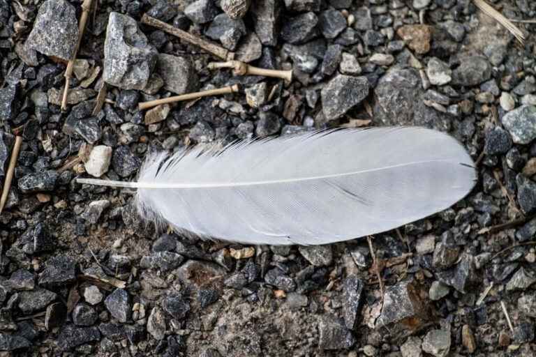 Birds of a Feather Meaning and Spiritual Symbolism
