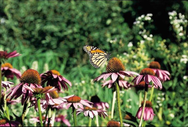 Monarch Butterfly Symbolism & Spiritual Meanings