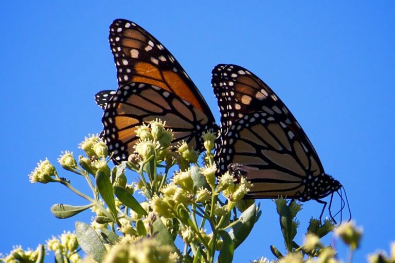 Monarch Butterfly Symbolism & Spiritual Meanings