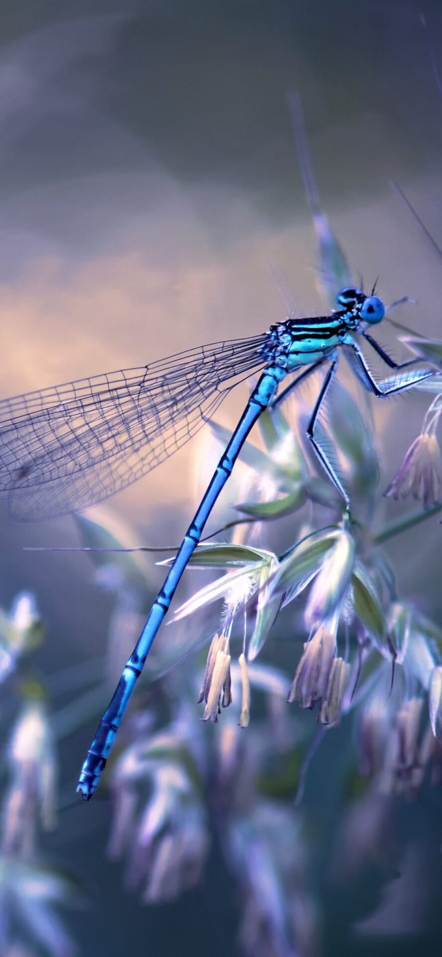 Dragonfly Spiritual Meaning and Symbolism Explained
