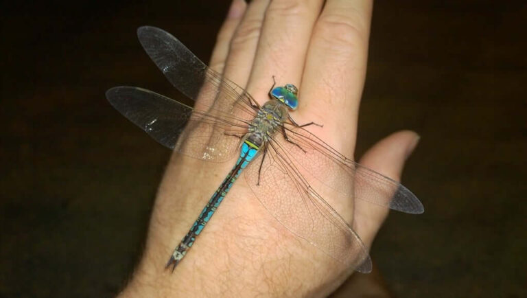 Dragonfly Spiritual Meaning and Symbolism Explained